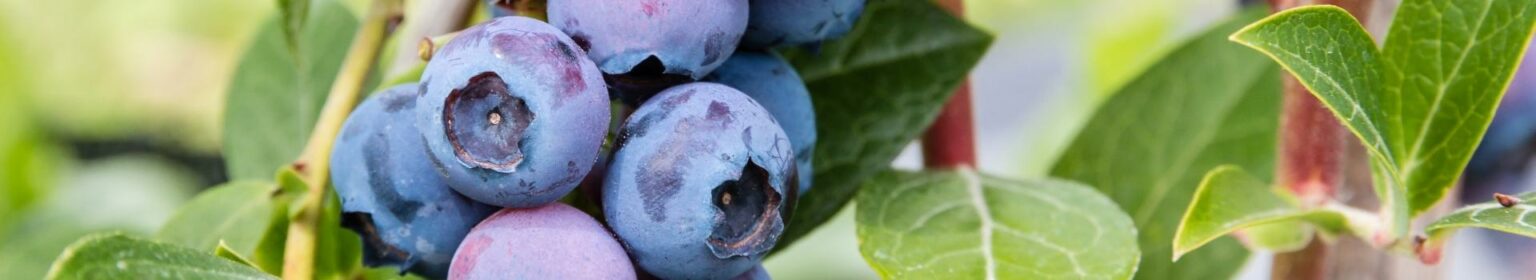 Disease models - blueberry - METOS by Pessl Instruments