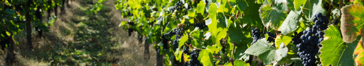 Disease models - grapevine - METOS by Pessl Instruments