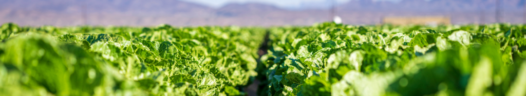 Disease models - lettuce - METOS by Pessl Instruments