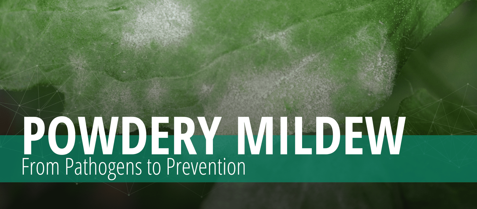Powdery Mildew - From Pathogens to Prevention - METOS by Pessl Instruments
