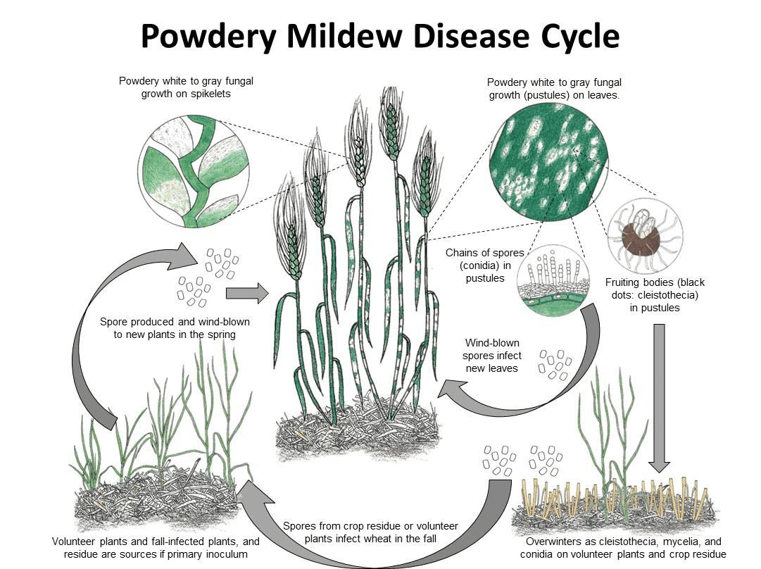 Disease models - wheat - METOS by Pessl Instruments